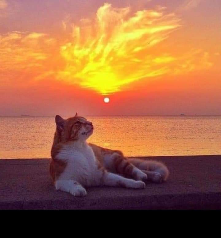 Zack Baracina (@shutupnloveme69) | Twitter