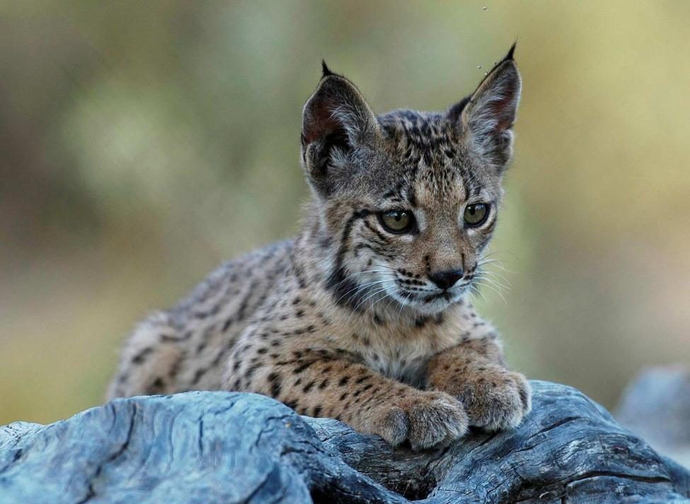 Baby Iberian Lynx