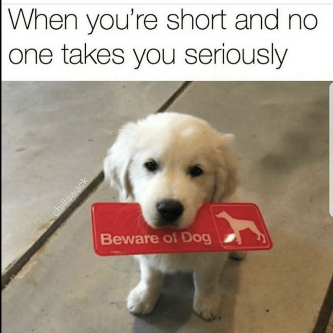 Being Short Meme