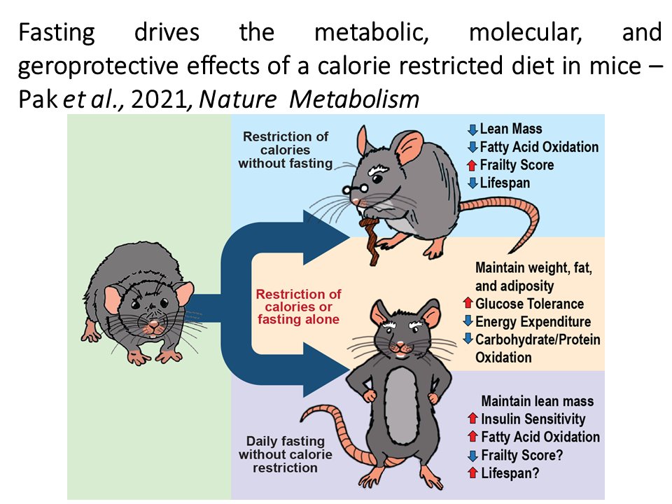 Calorie Restriction Longevity