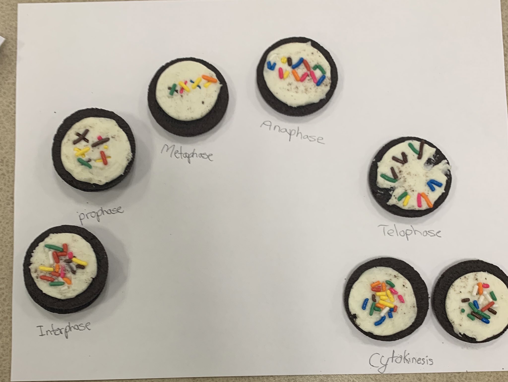 Mitosis Stages Project