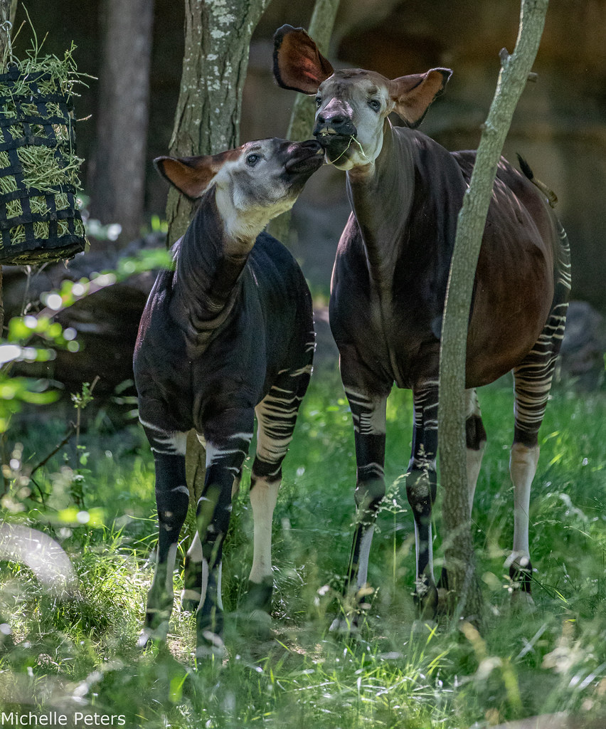 Bronx Zoo Okapi