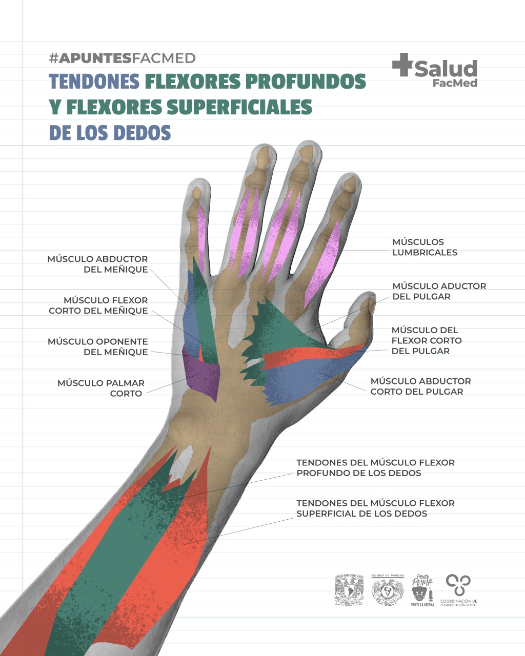 Anatomía De Los Tendones De La Mano Músculos De La Mano Icarito