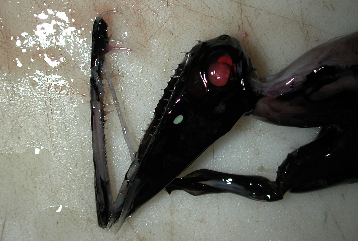 Stoplight Loosejaw Dragonfish