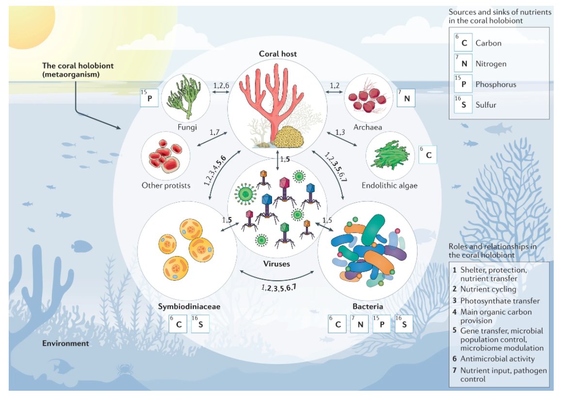 Coral Life Cycle Diagram