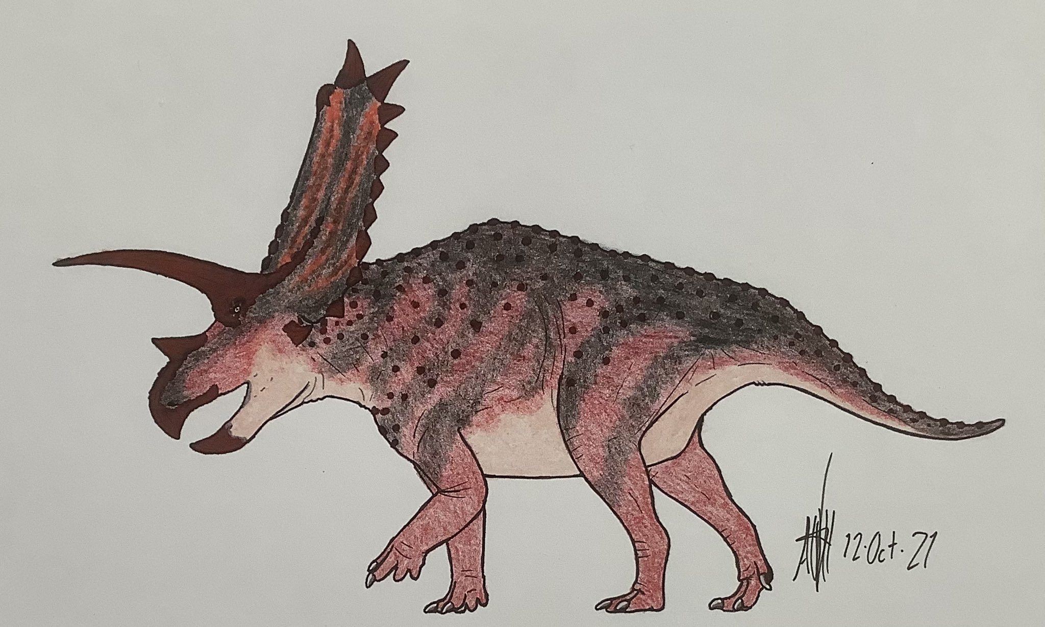 Pentaceratops Skeleton