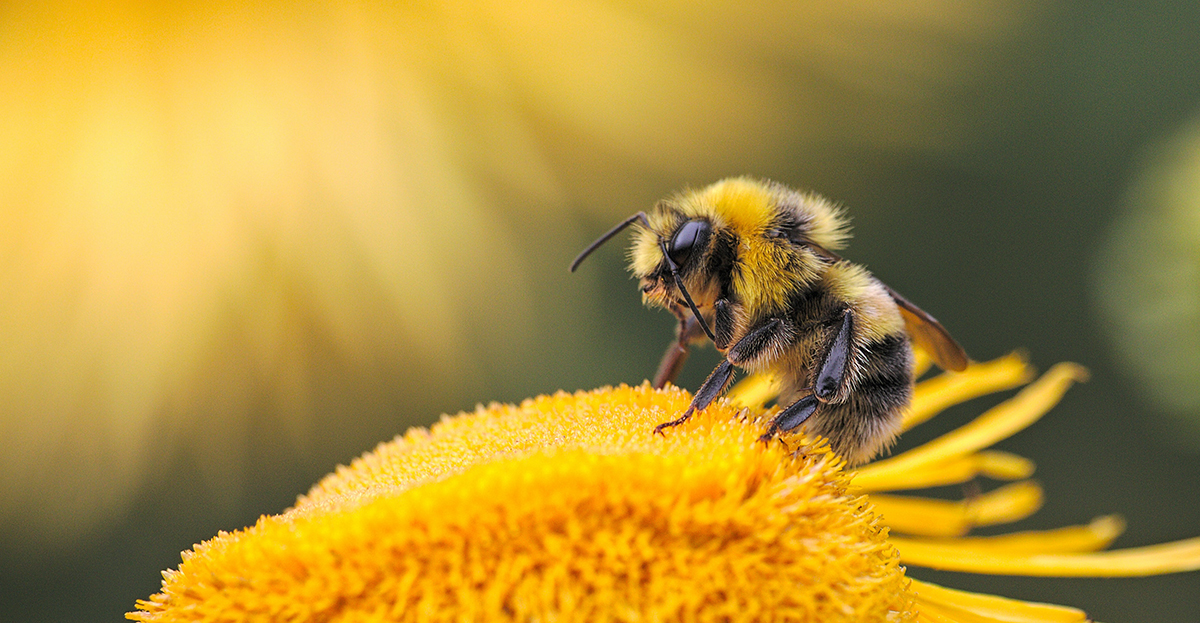 York University News on Twitter: "What’s the buzz? @BeesYork BeeCon 2021, a virtual bee ...