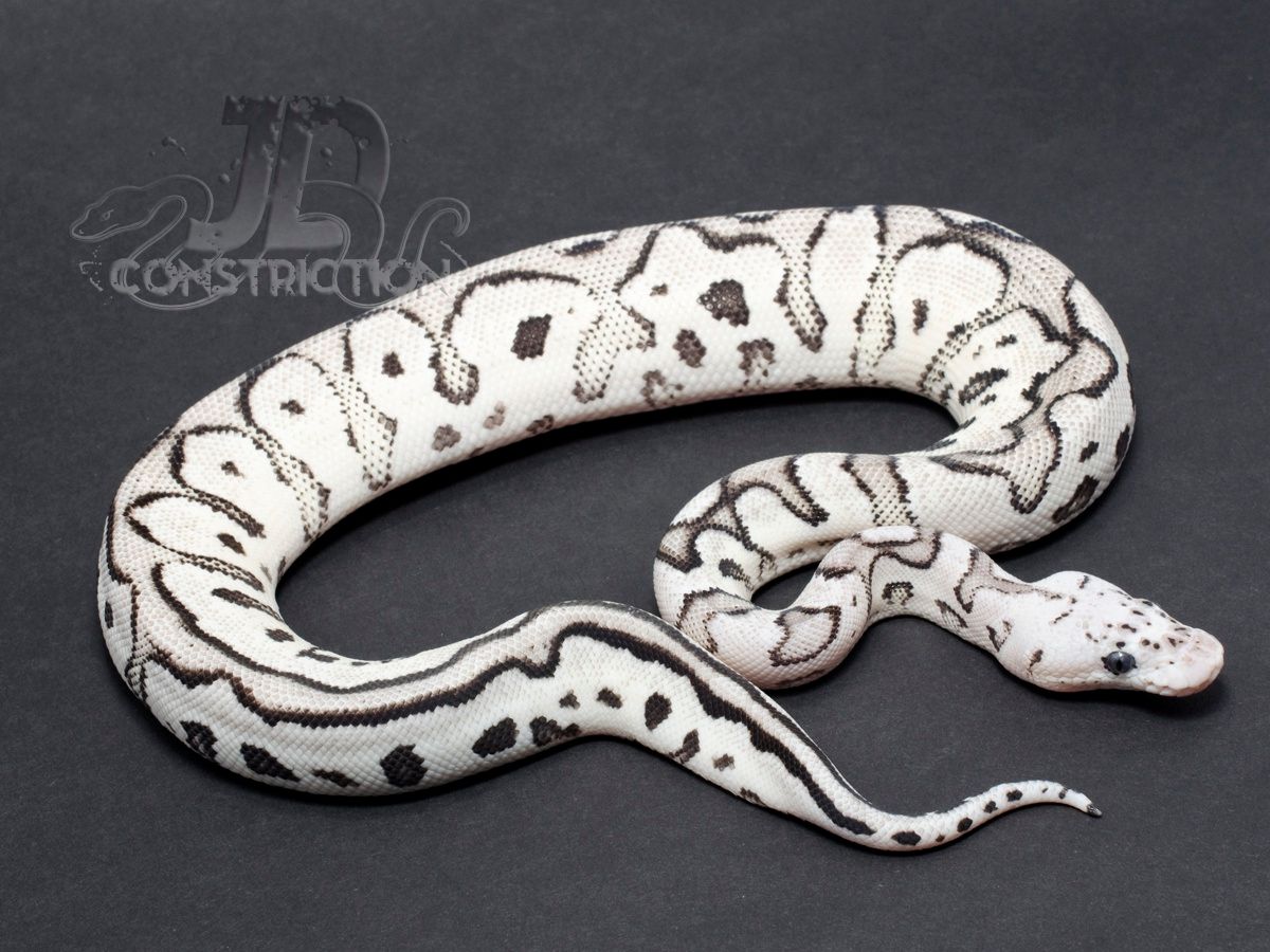 Axanthic Clown Ball Python