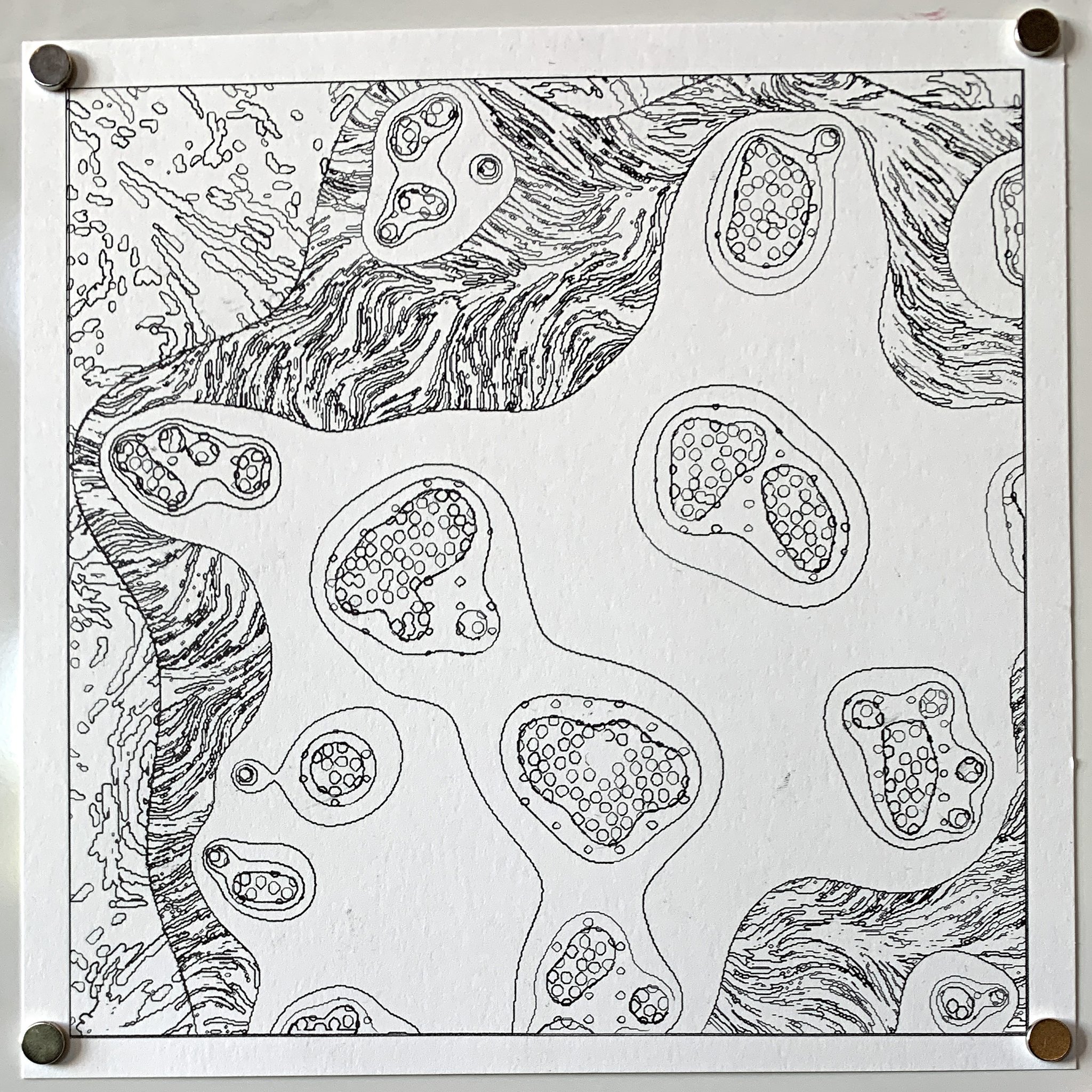 Plant Cell Black And White Without Label