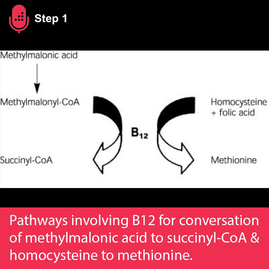 Methylmalonyl Coa B12