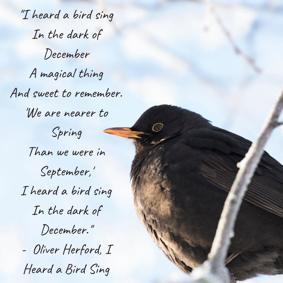 Songbird Quotes Money Can't Buy Happiness But It Can Buy Chickens. And