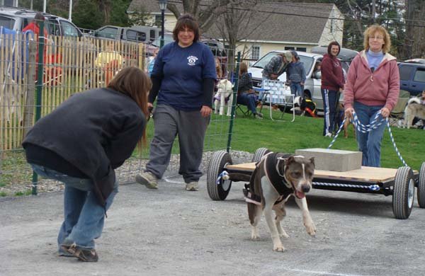What Is The World Record For Dog Weight Pulling