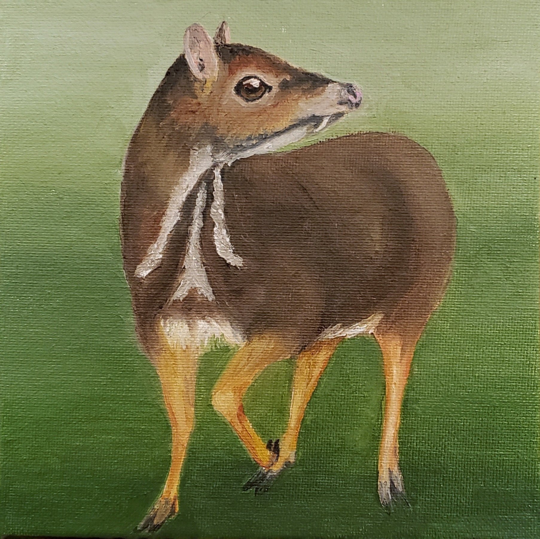 Philippine Mouse Deer Pilandok