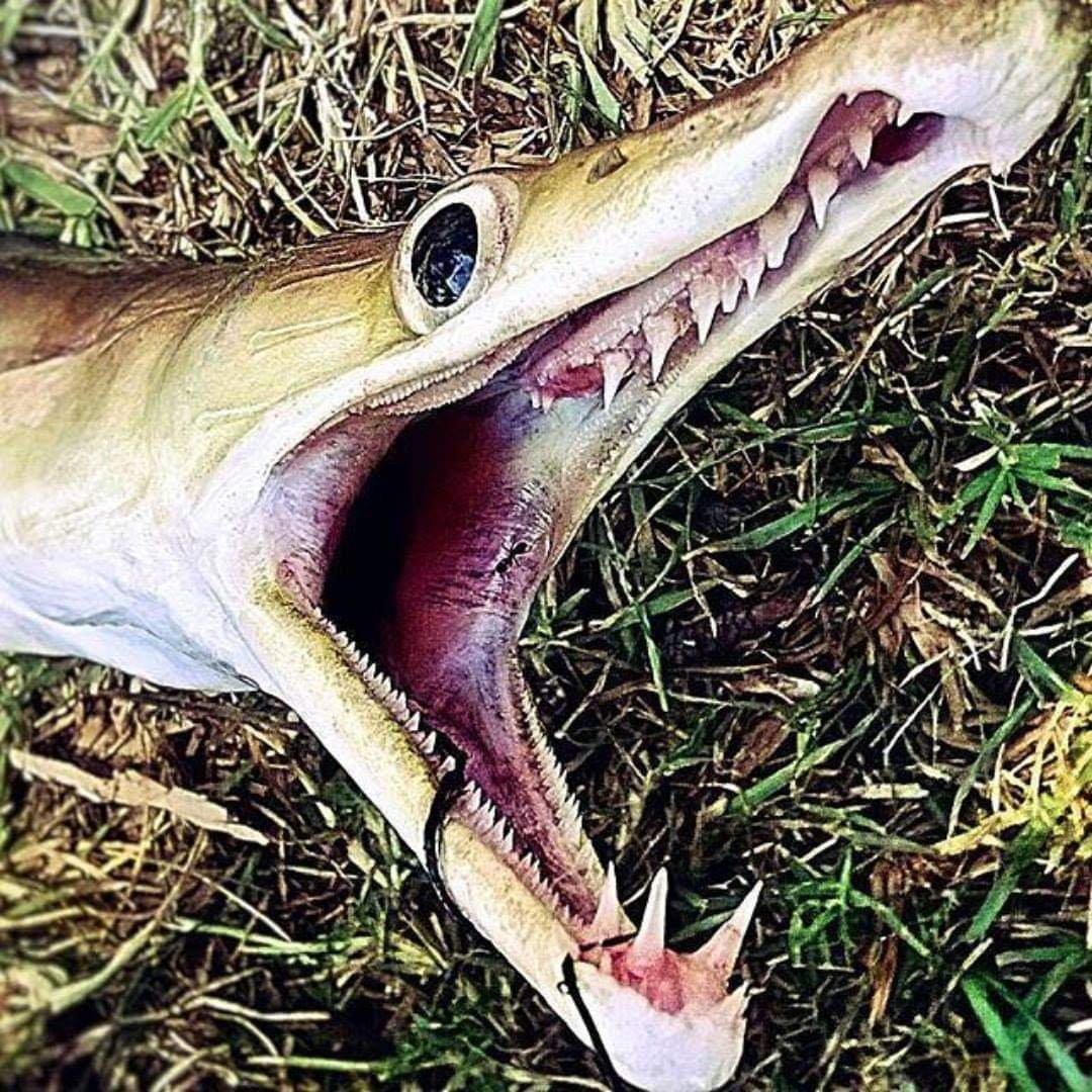 Do Eels Have Teeth