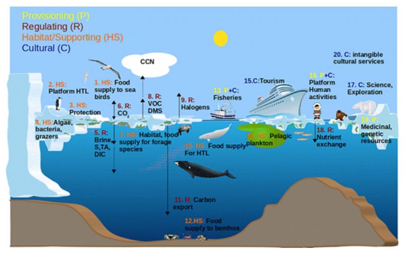 Ocean Ecosystem Diagram