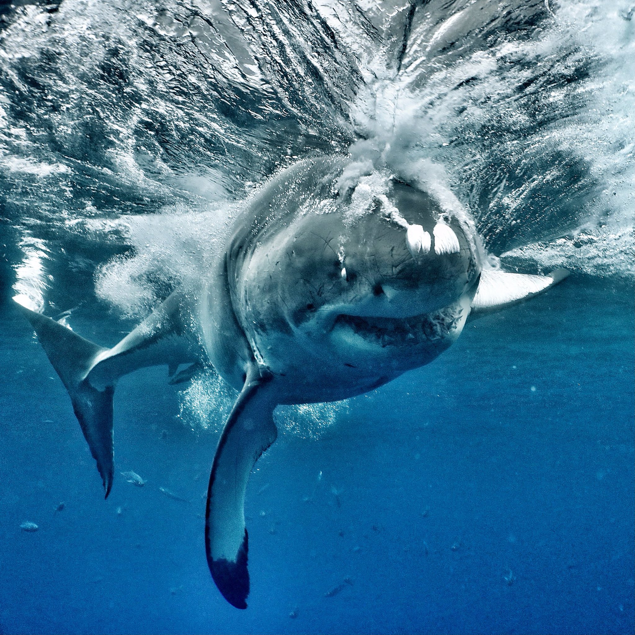 Scary Pictures Of Great White Sharks