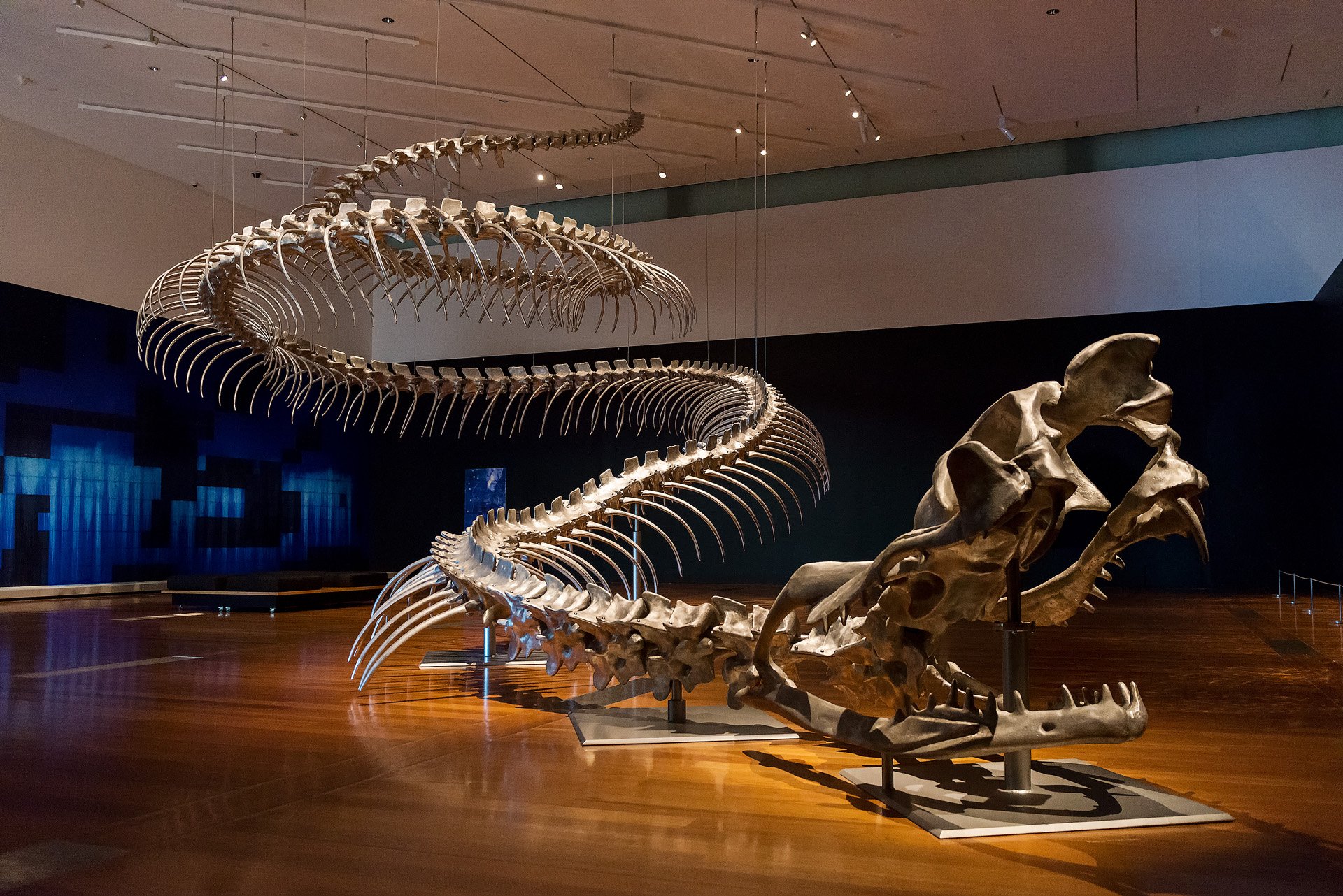 Titanoboa Skeleton In Museum