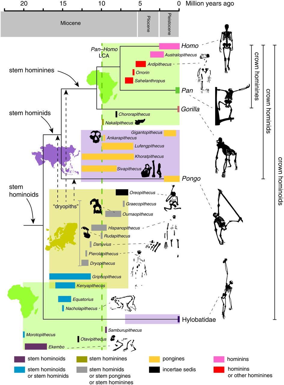 Miocene Hominoids