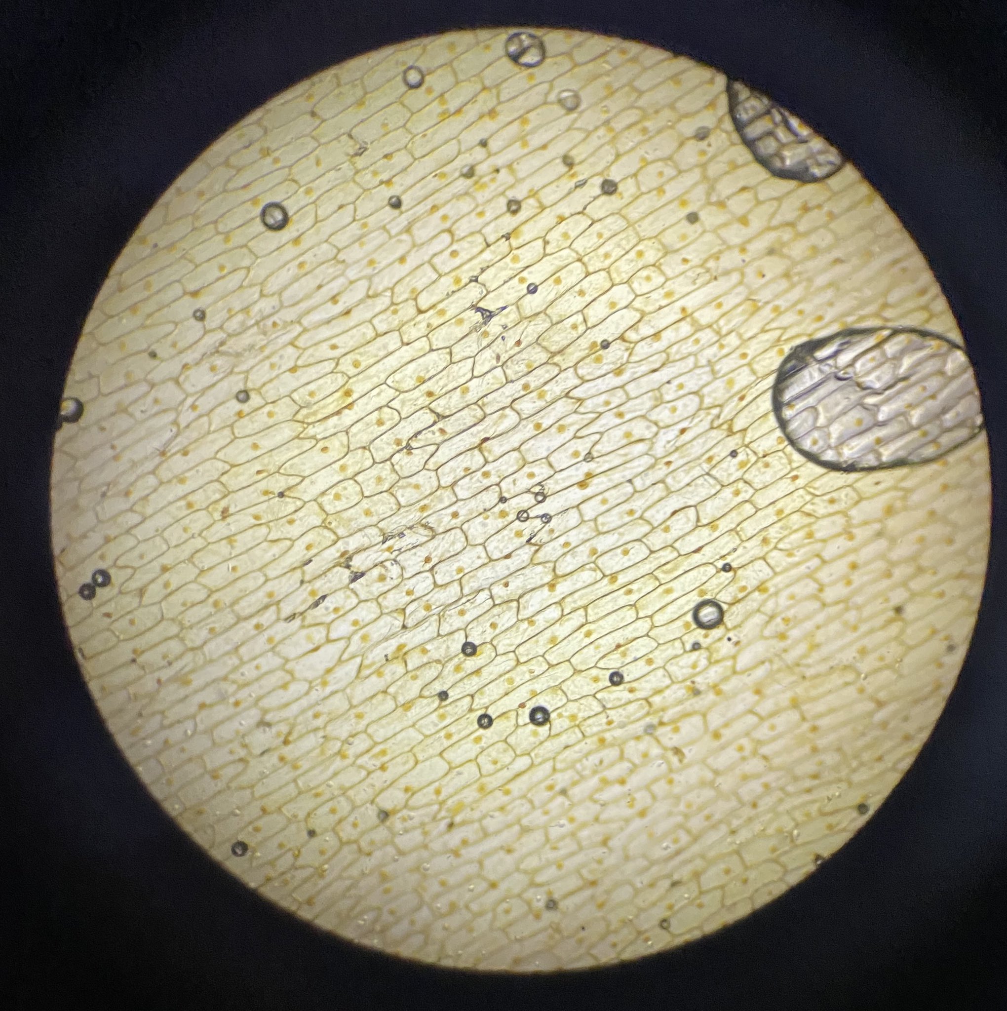 Onion Under Microscope 4x