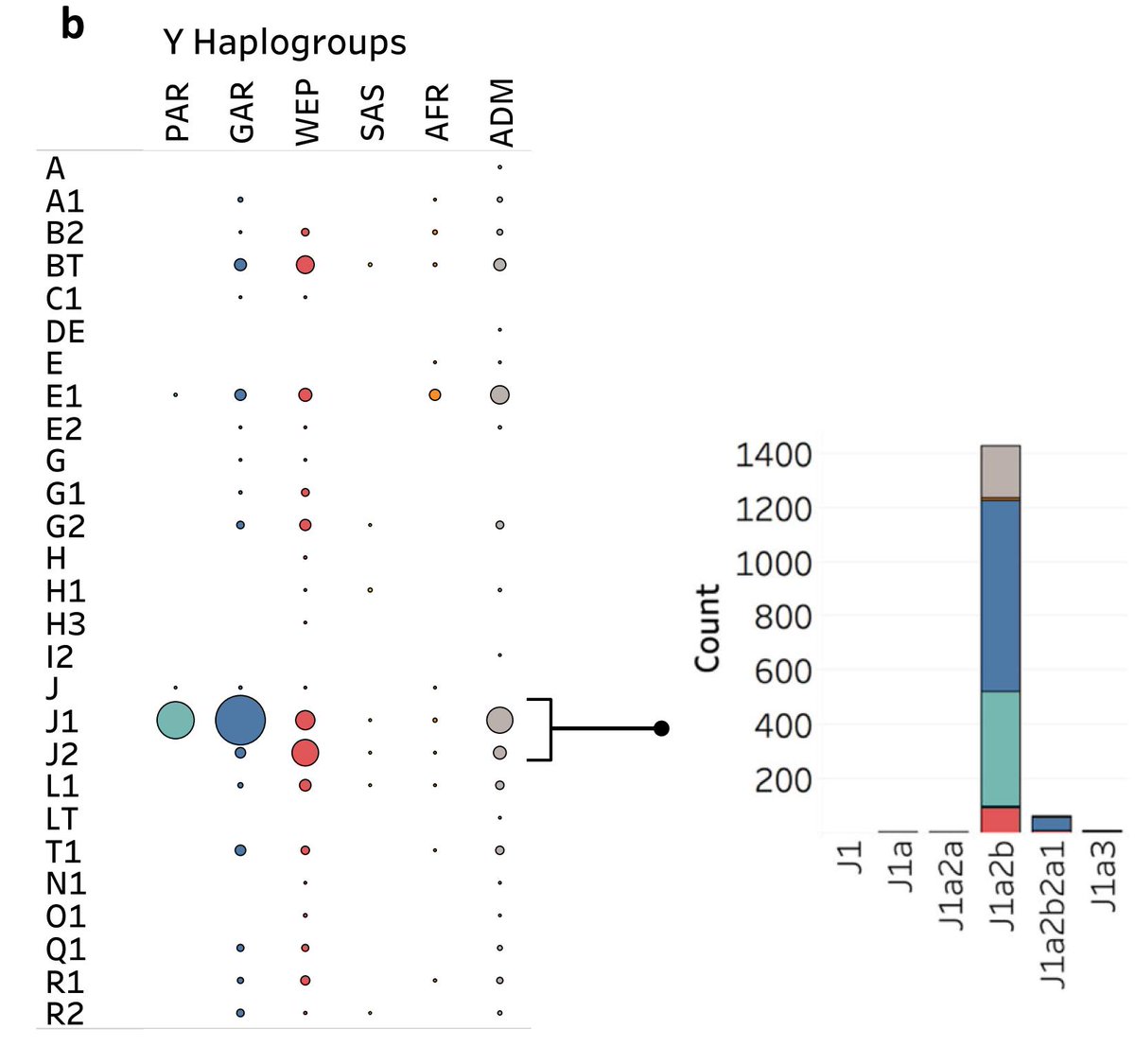 السلالات الأبوية التي وجدت بعينات #مشروع_قطر_الجينومي #QGP وعددها 2687 ...