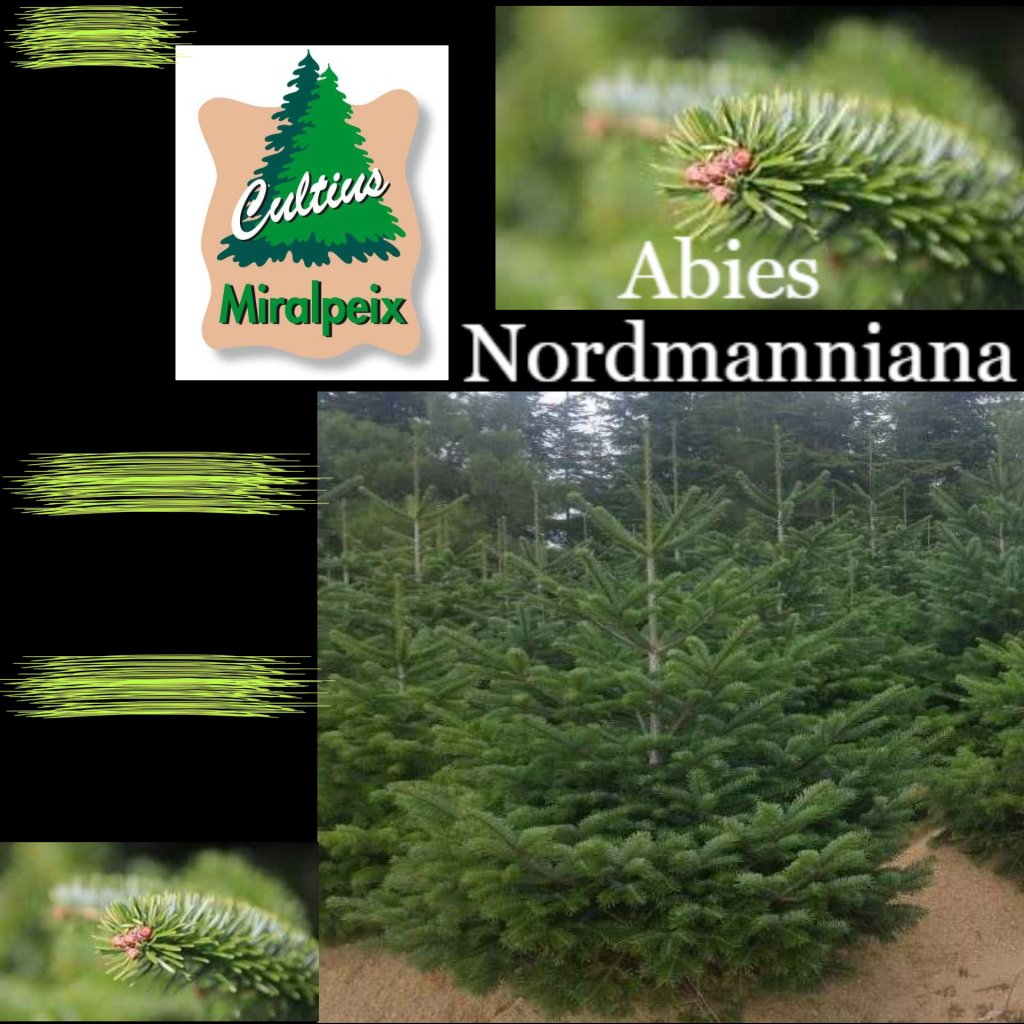 Phylum Coniferophyta