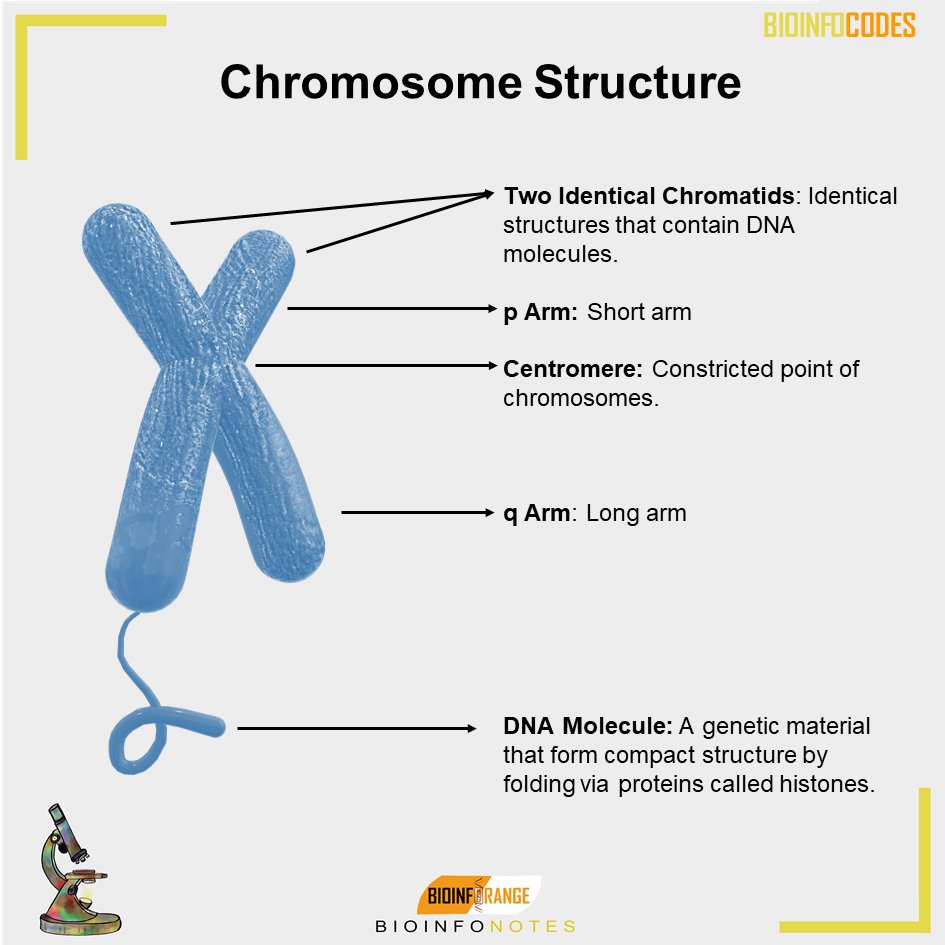 Centromere Structure