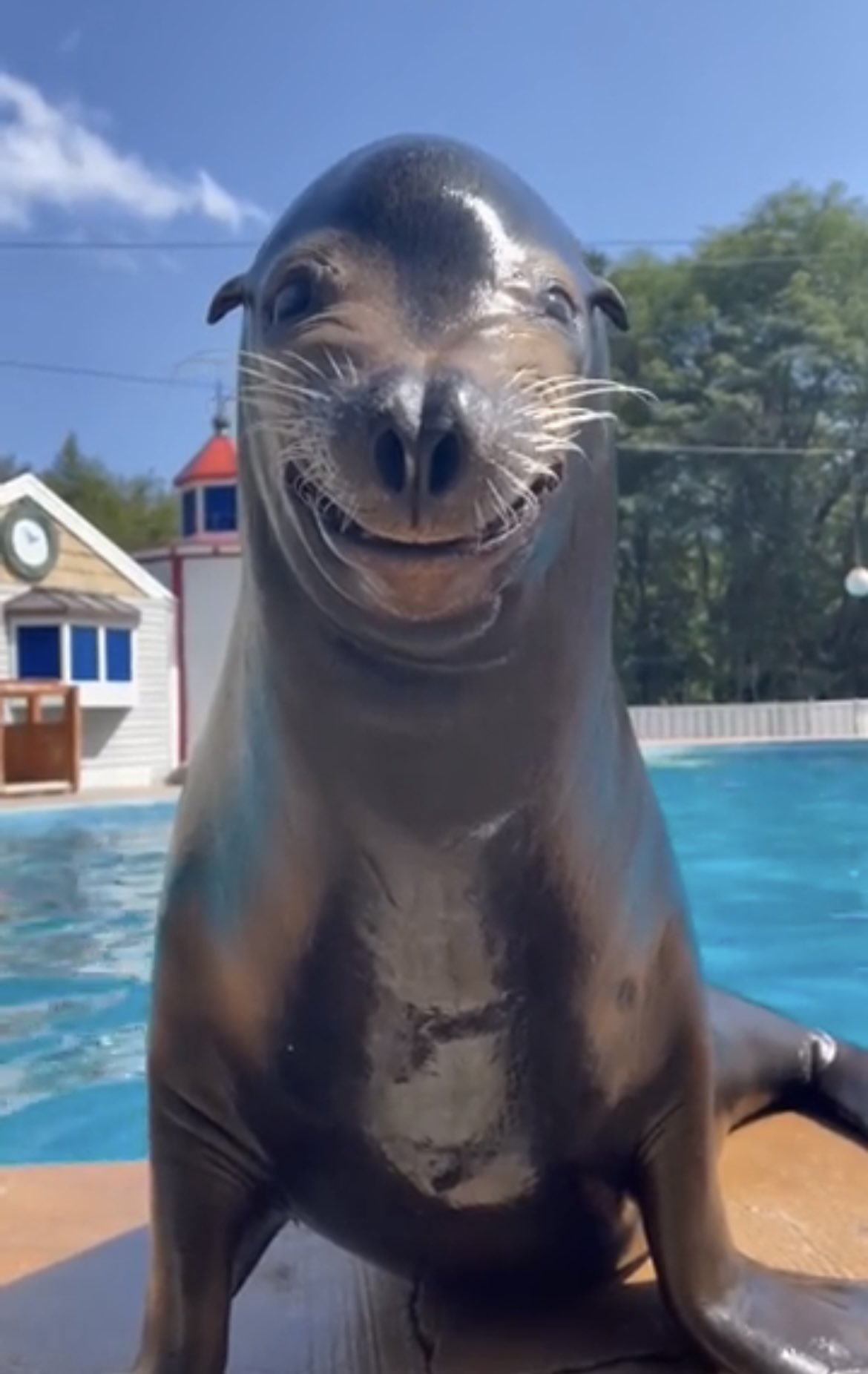 Smiling Sea Lion