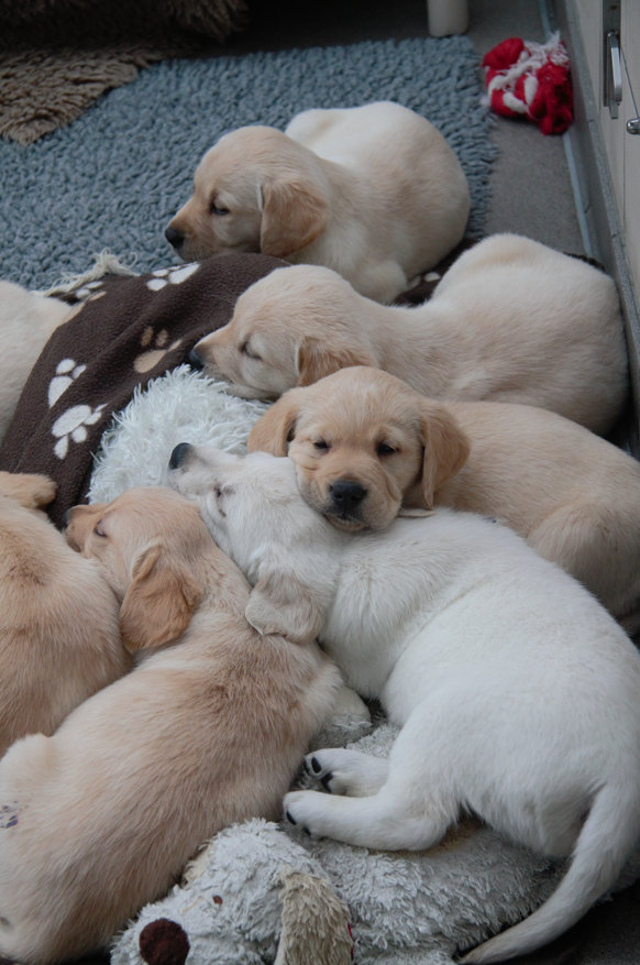 Puppies Cuddling