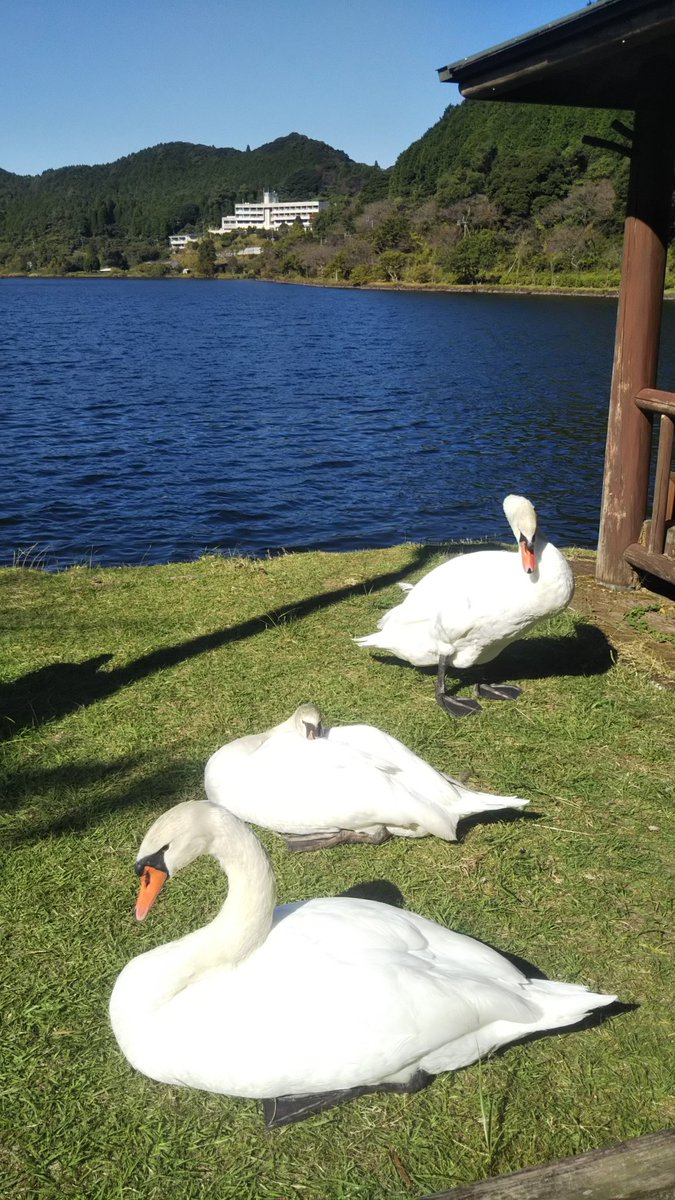 Chie Tsomo(@Tsomo_Lioness) - Twilog