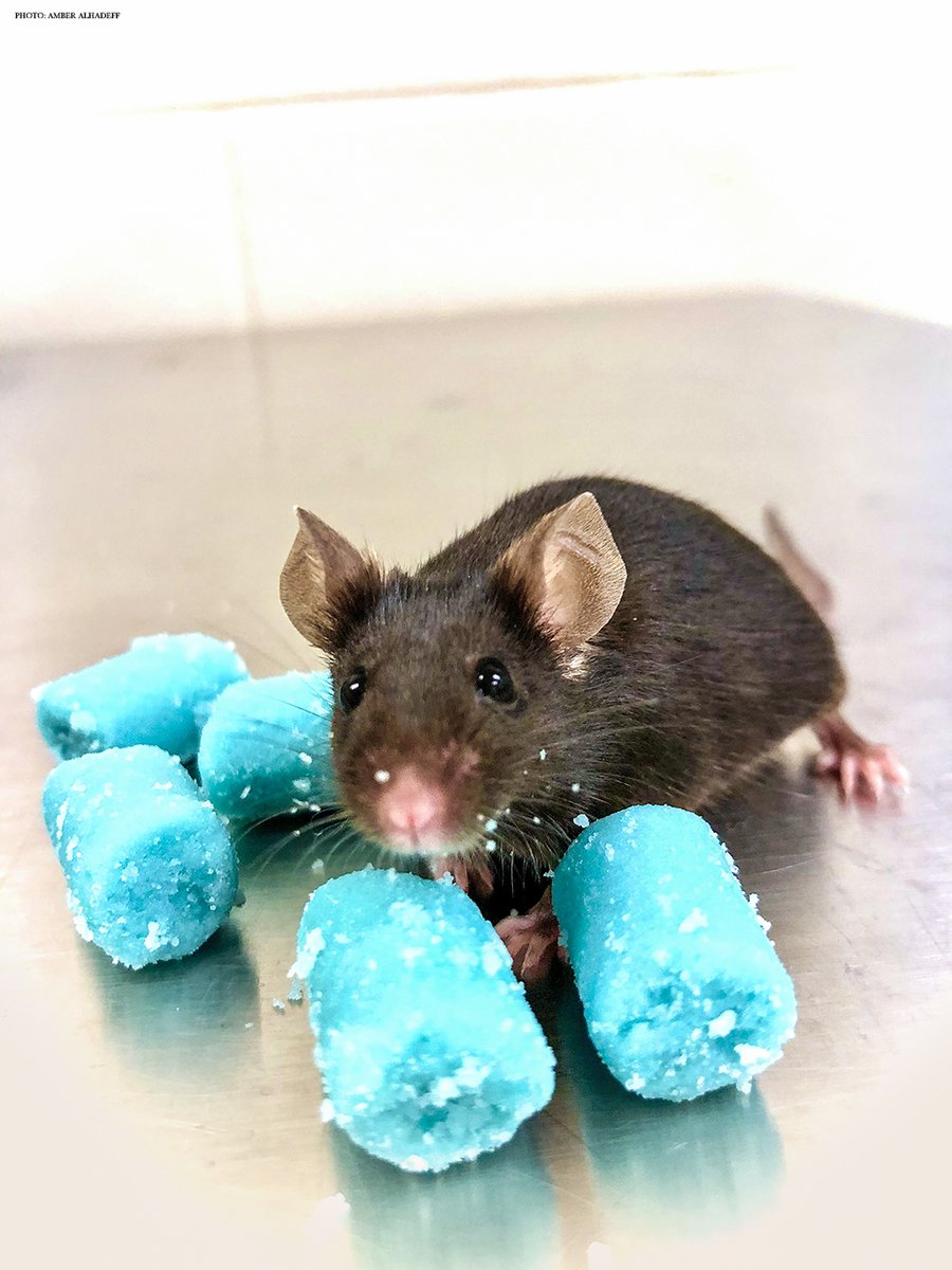 Natale Sciolino, PhD (@Sciolino_Lab) | Twitter