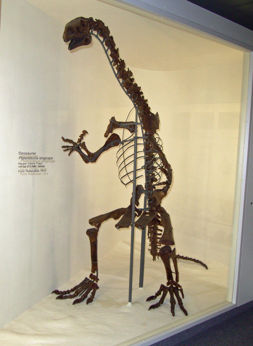 Plateosaurus Fossil