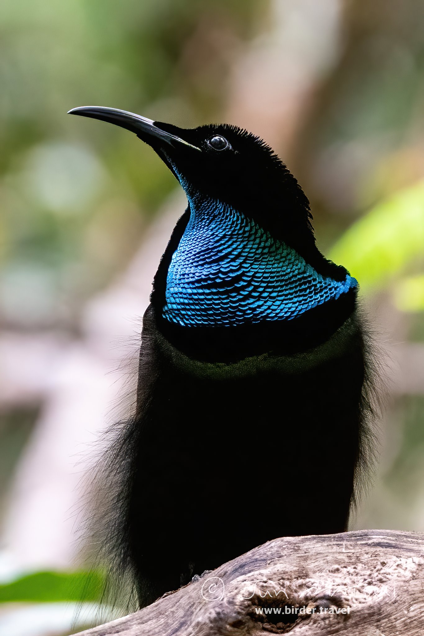 Magnificent Riflebird