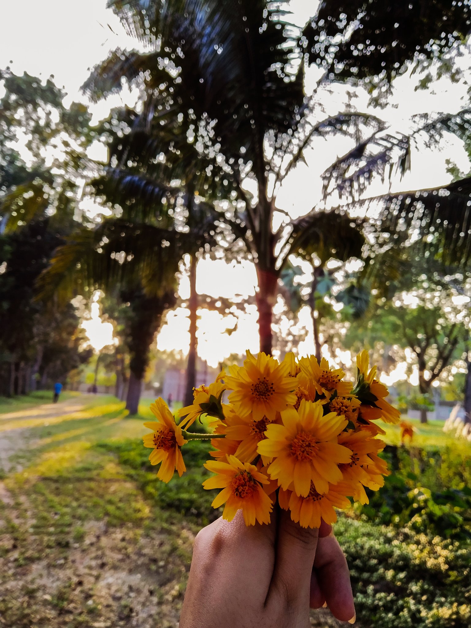 Tumblr Sunflower Photography