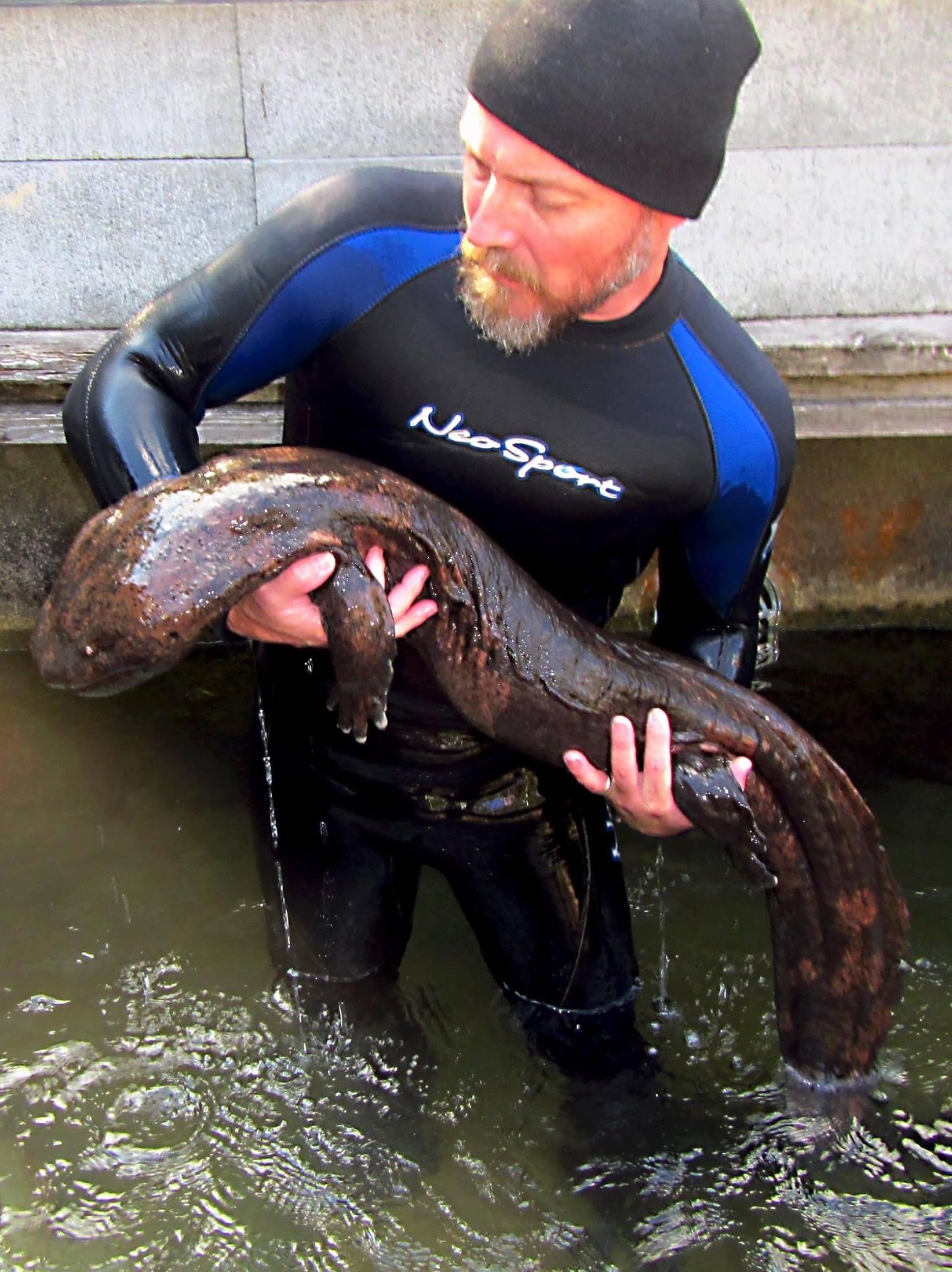 Information On Chinese Giant Salamander