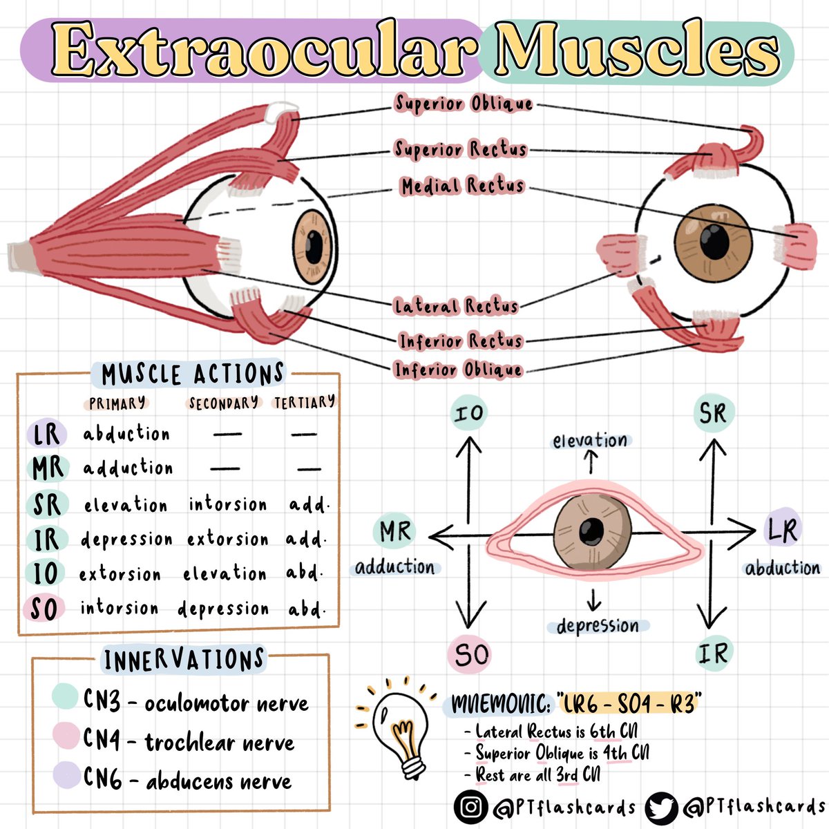 Eye Ball Muscles Eye Anatomy: Muscles, Arteries, Nerves And Lacrimal