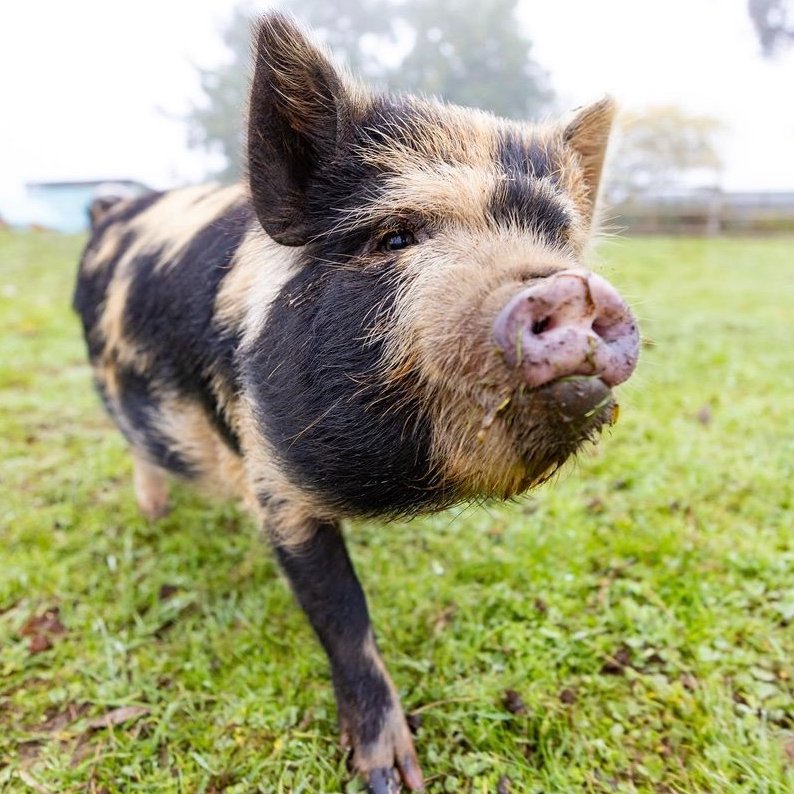 Pigs Learn About Money (@PigsLearn) | Twitter