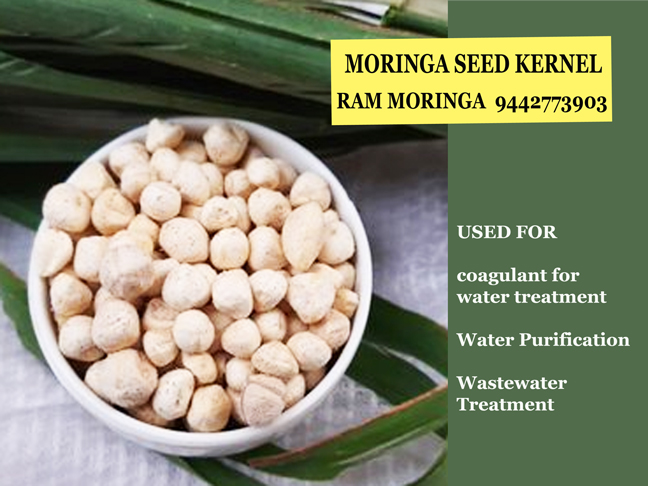 Moringa Seeds Water Purification
