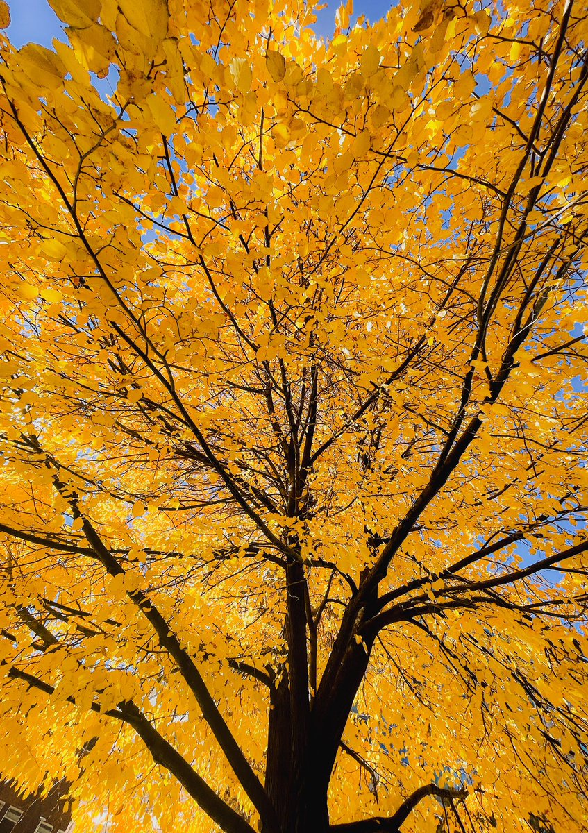 Yellow Things In Nature