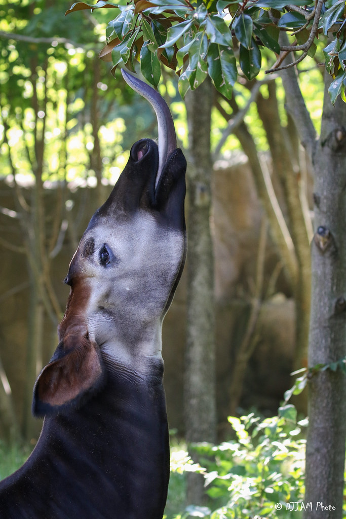 Okapi Blue Tongue