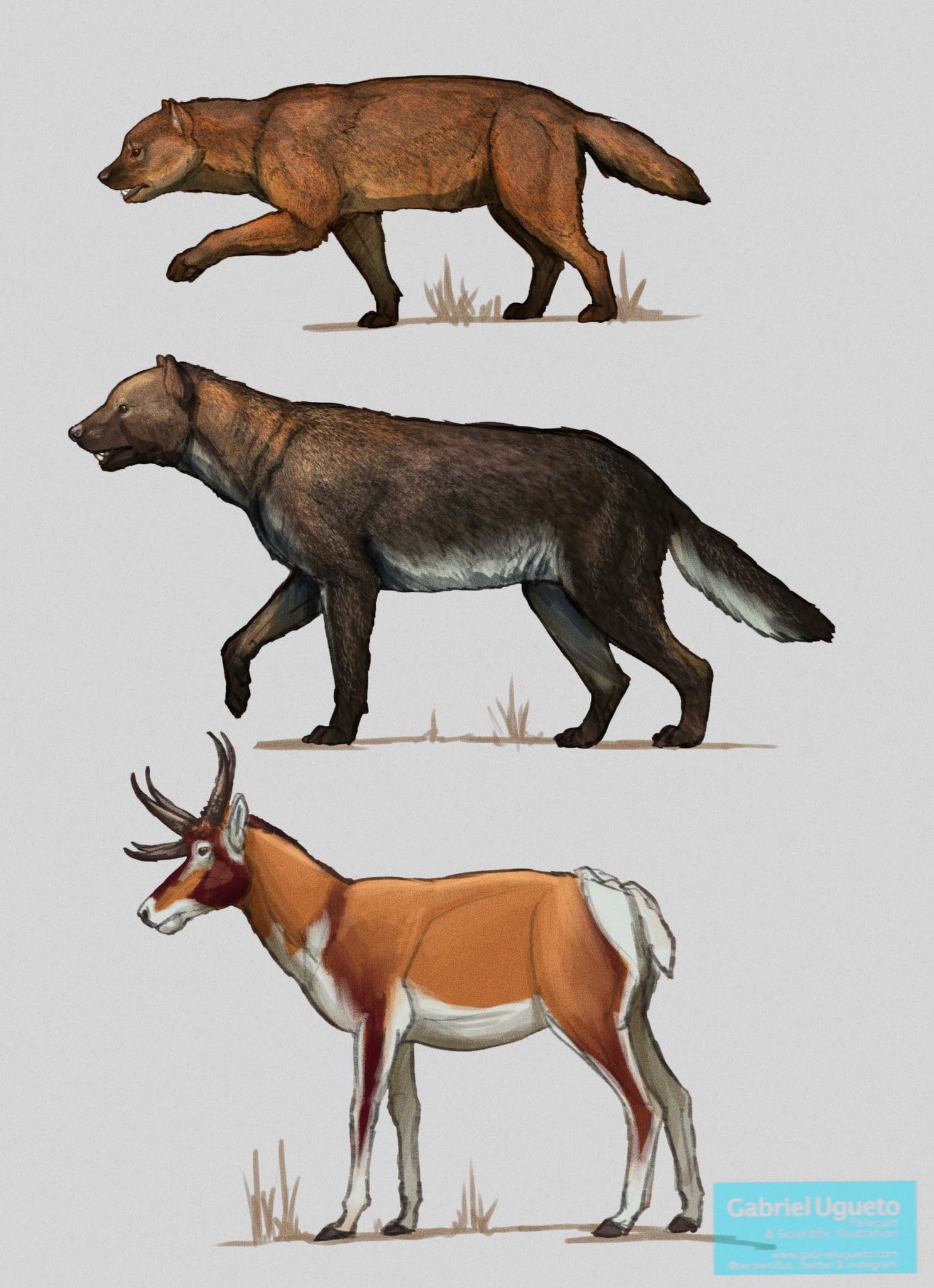 Pliocene Mammals