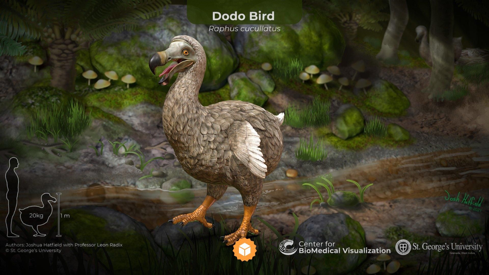 Real Dodo
