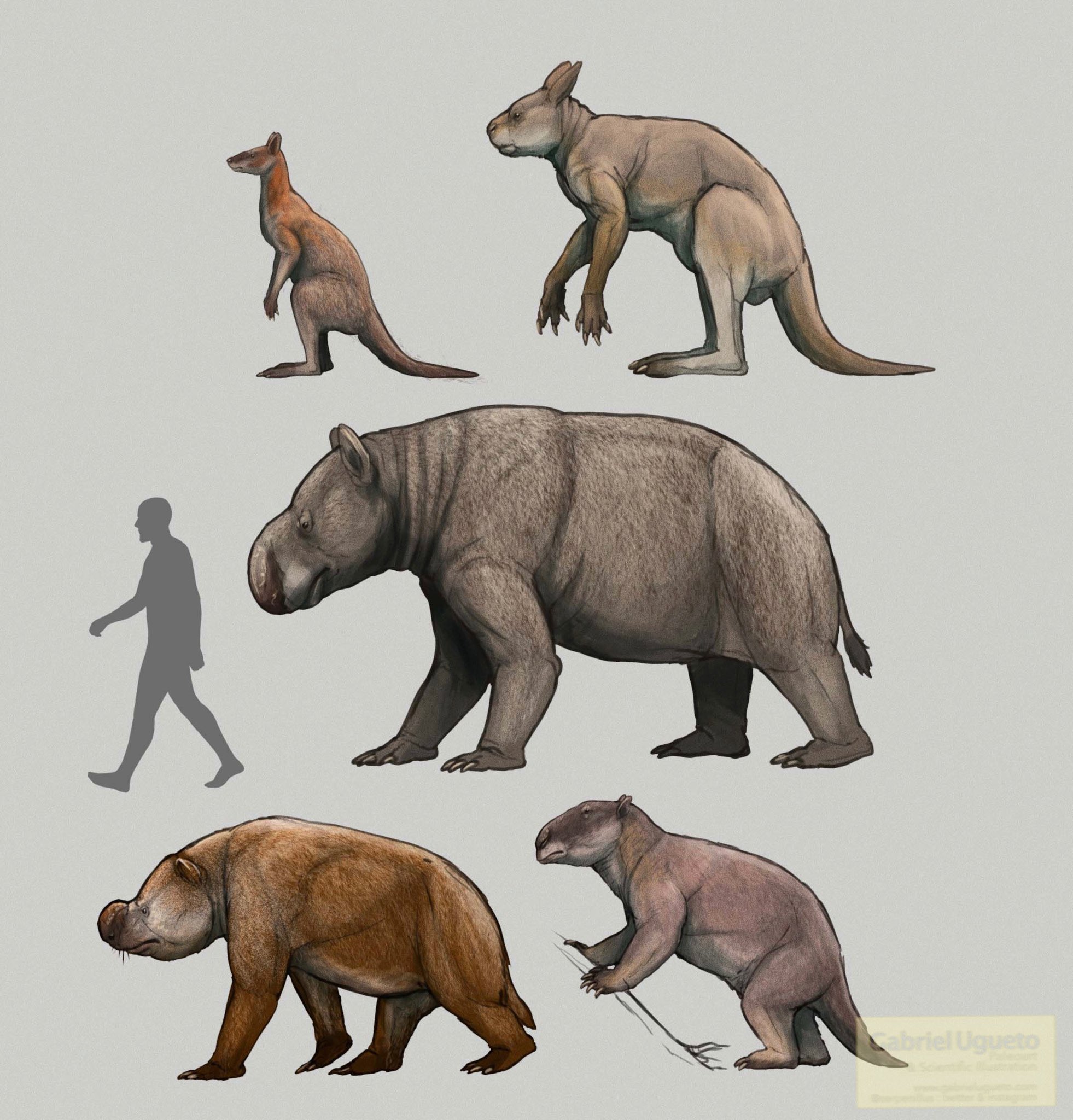 Giant Wombat Megafauna