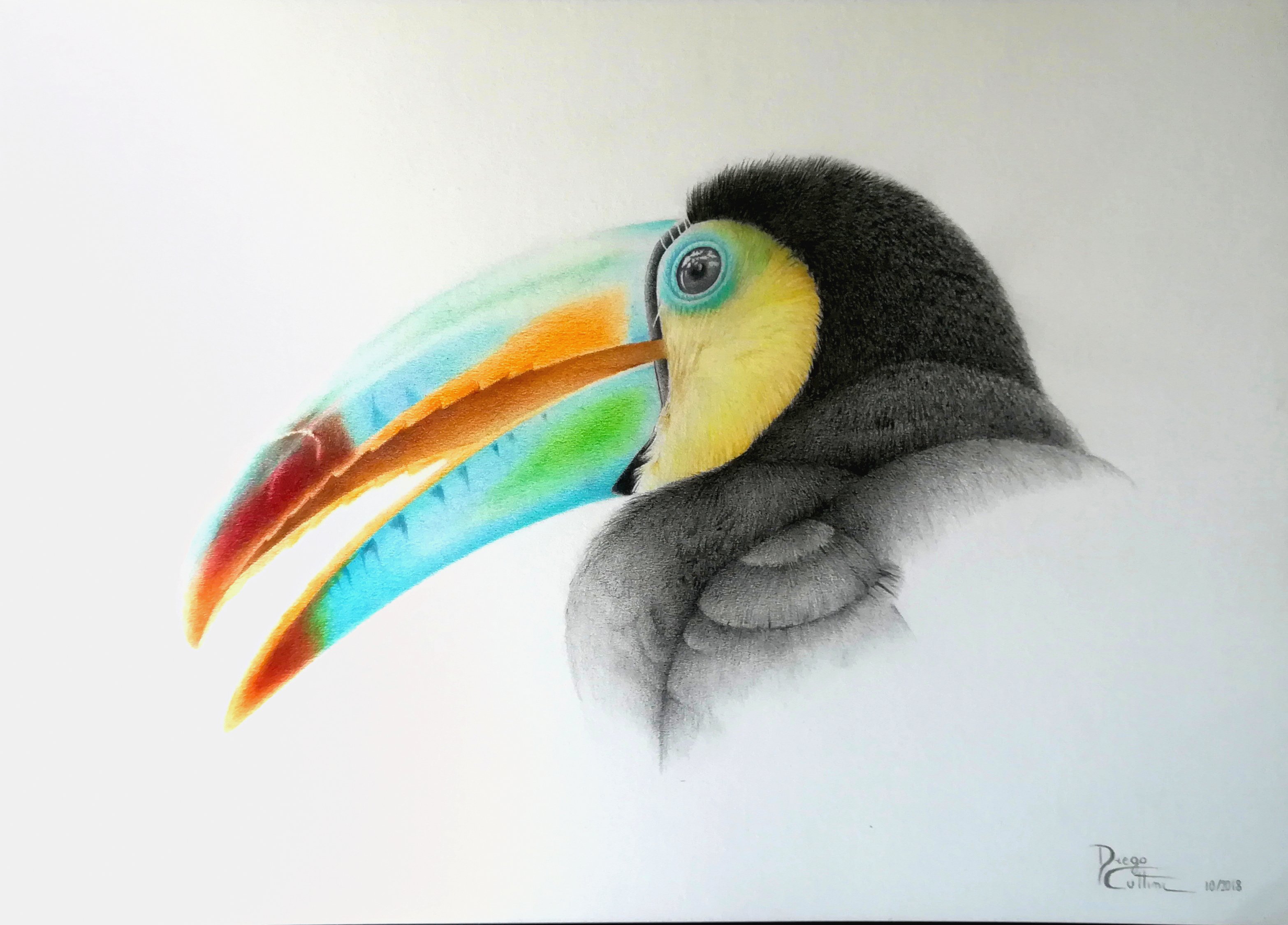 Keel Billed Toucan Drawing