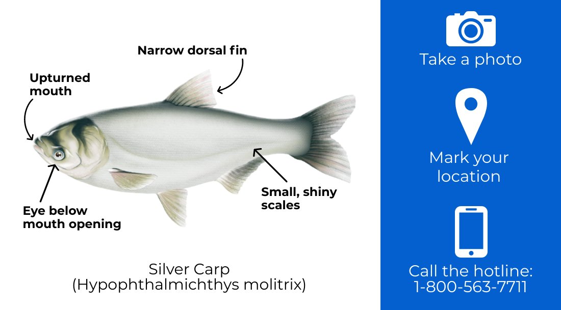 Silver Carp
