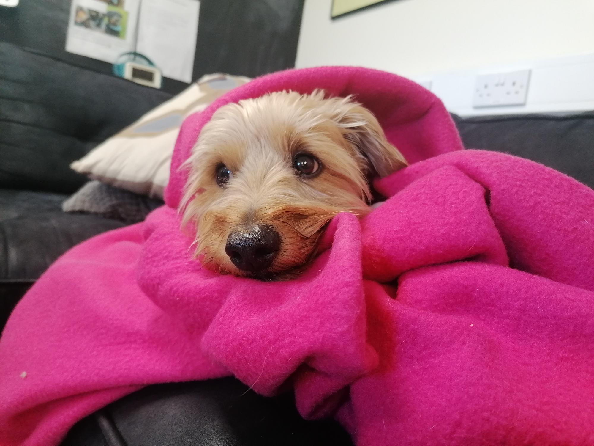 Why Is My Dog Getting Up In The Middle Of The Night