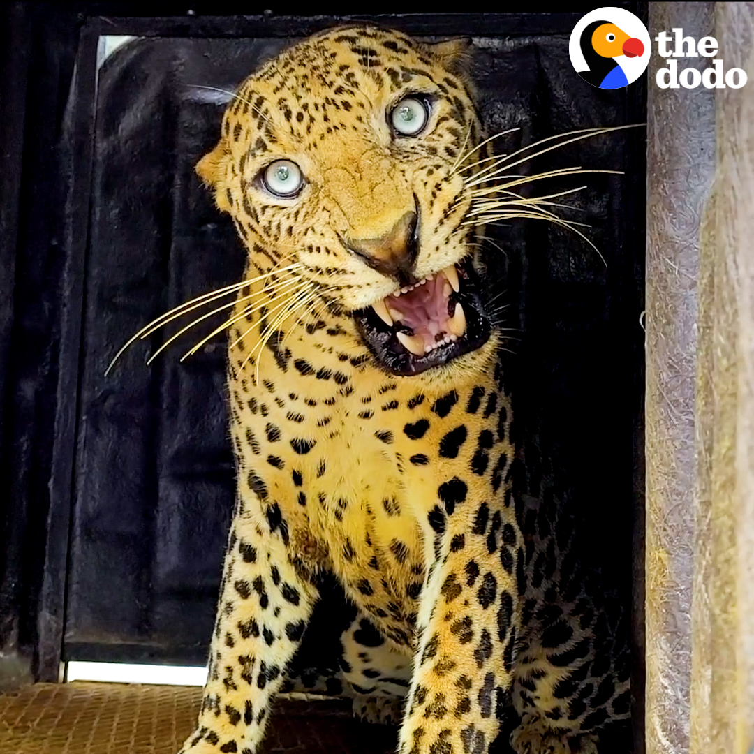 The Dodo on Twitter: "This leopard was hiding in a school cafeteria — watch him growl at his ...