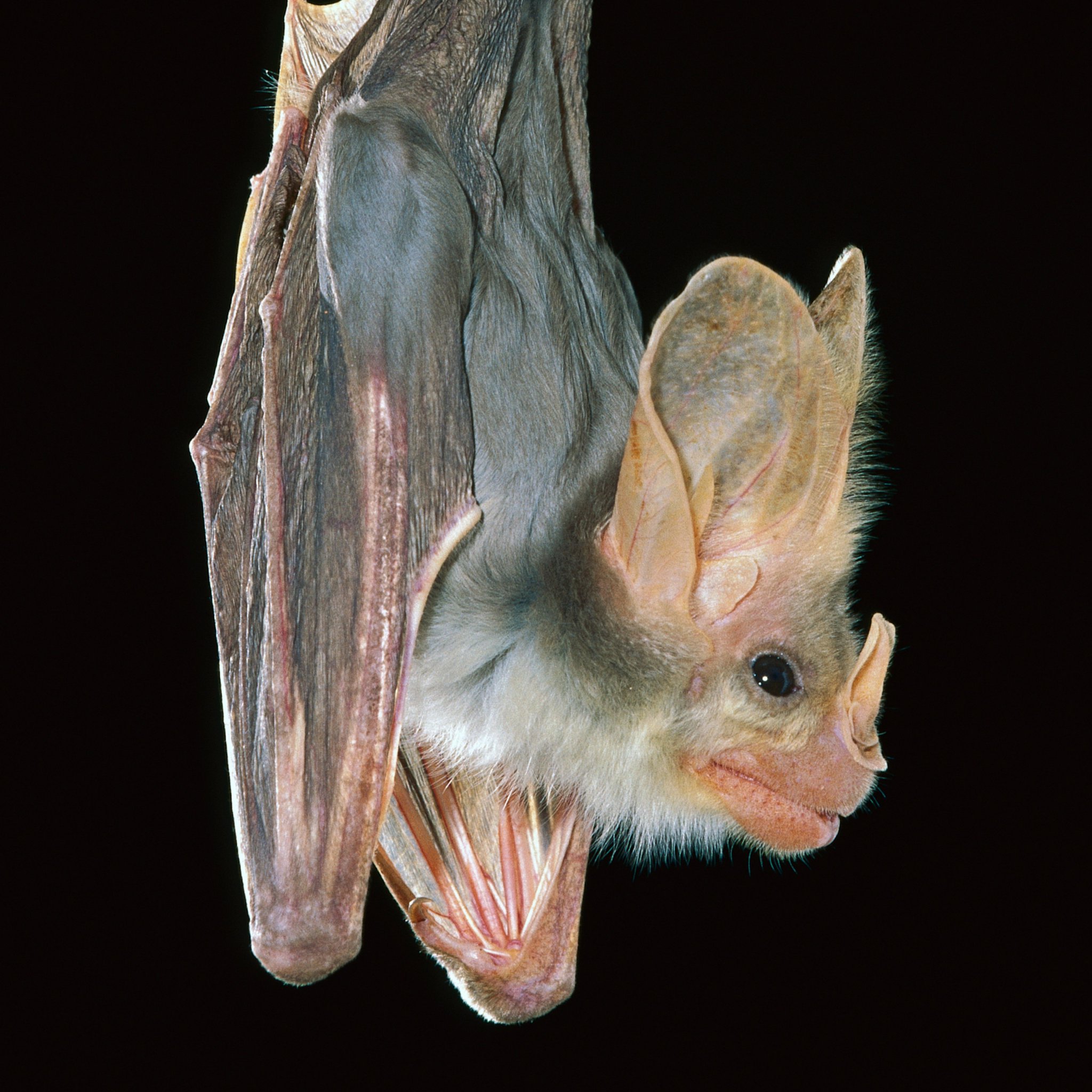 Australian Ghost Bat Australian Bats