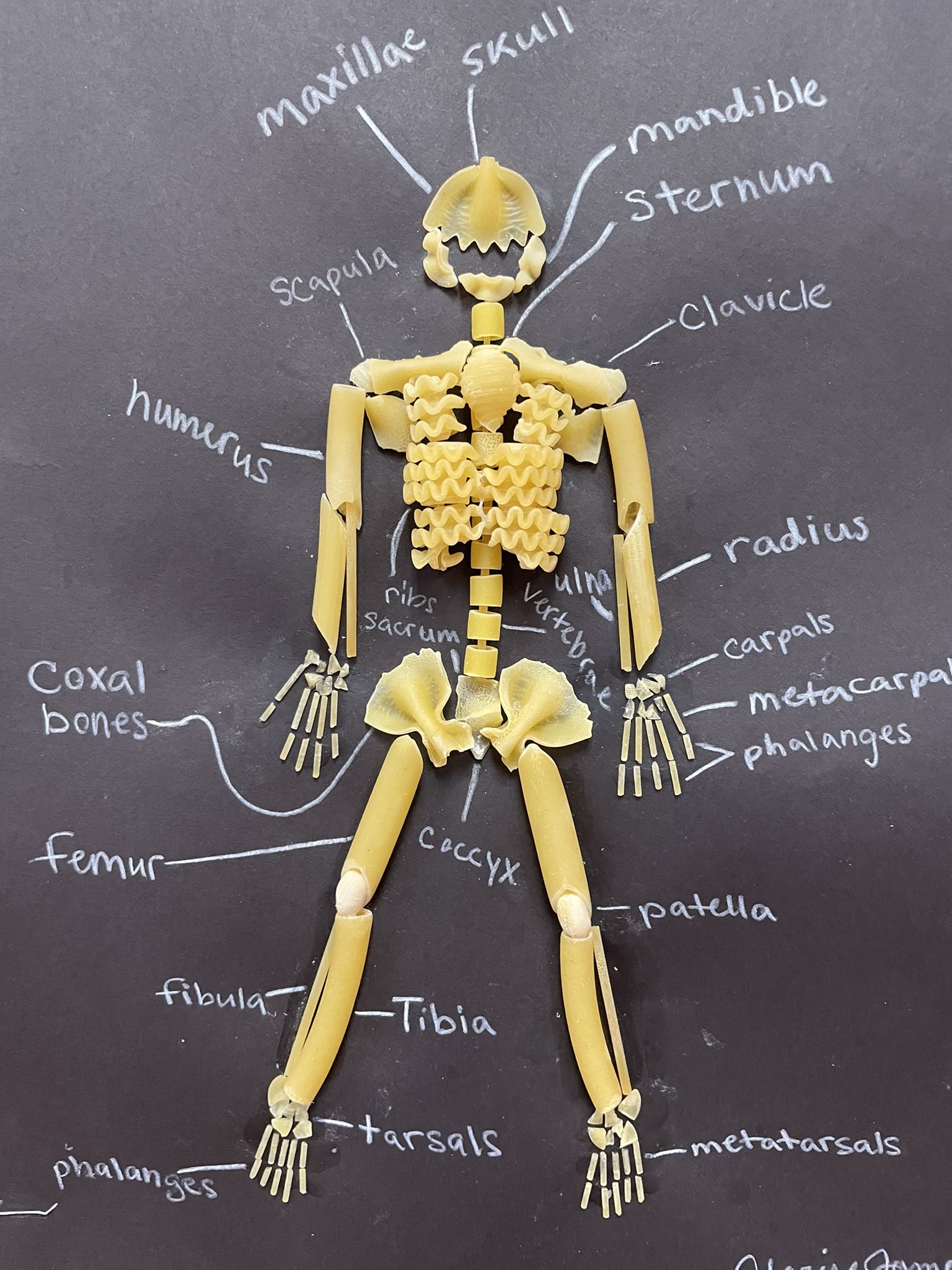 Pasta Skeleton Art Project