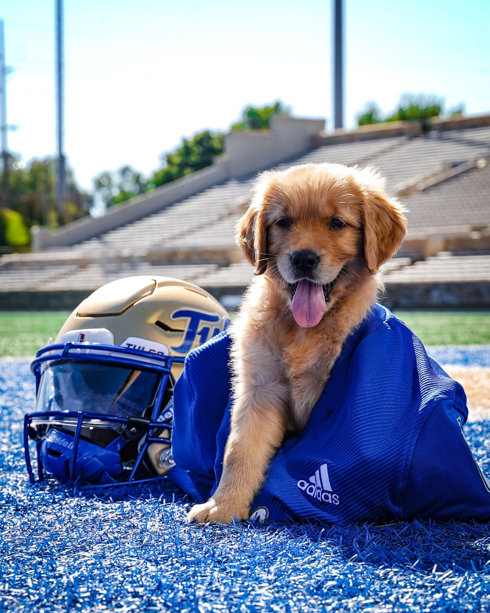 Puppies Playing Football
