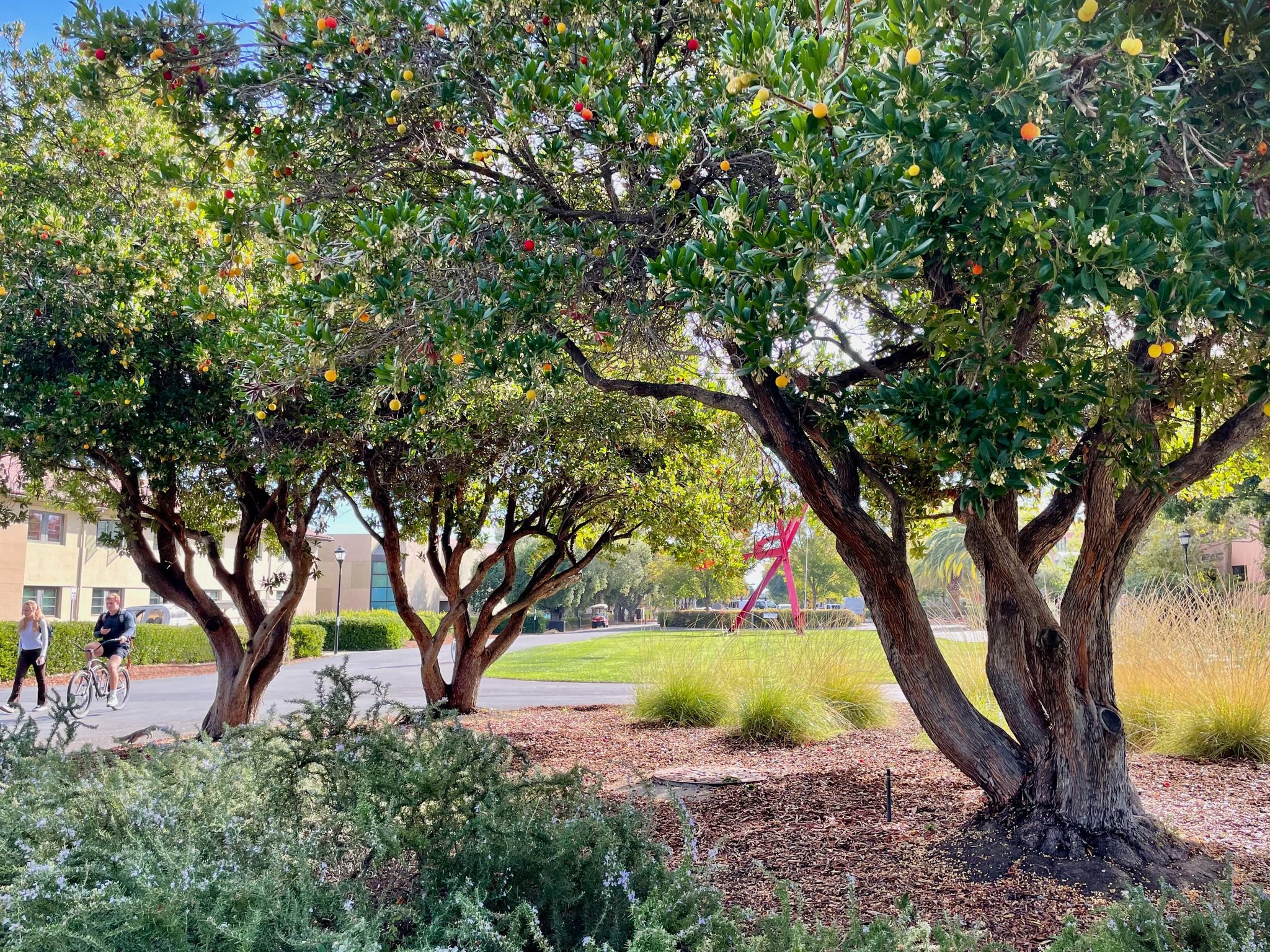 Arbutus Marina Multi Trunk